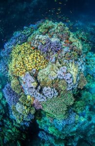 SEA BASE - Croisières plongées en Mer Rouge - Égypte