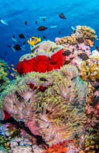 SEA BASE - Croisières plongées en Mer Rouge - Égypte
